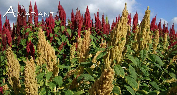 Bio-aus-BW - Amarant